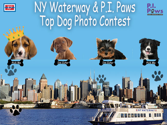 Top Dog Photo Contest